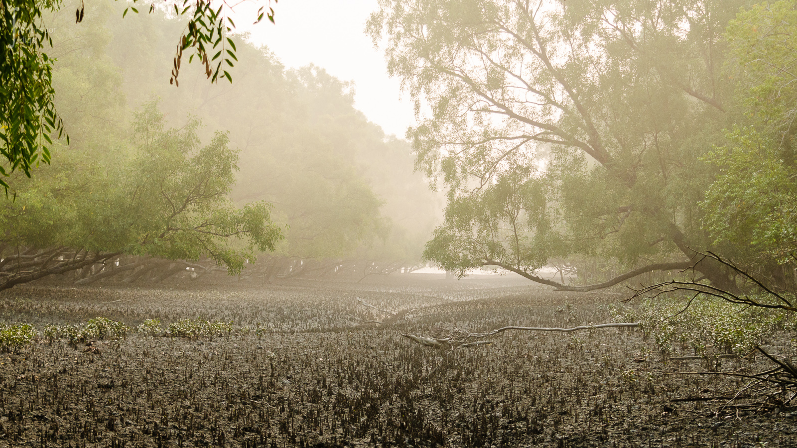 Coastal forest management in the face of global change: Experience of ...