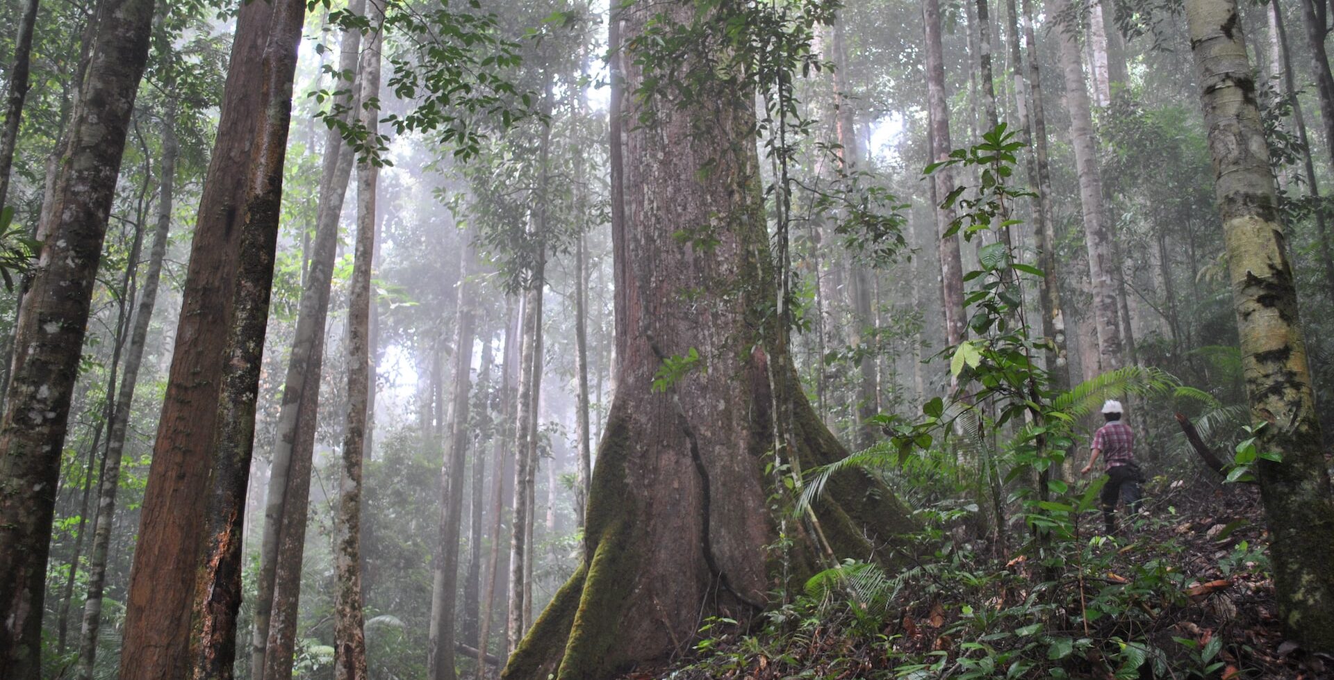 Measuring forest ecosystem services in Aceh Province for inclusion to ...