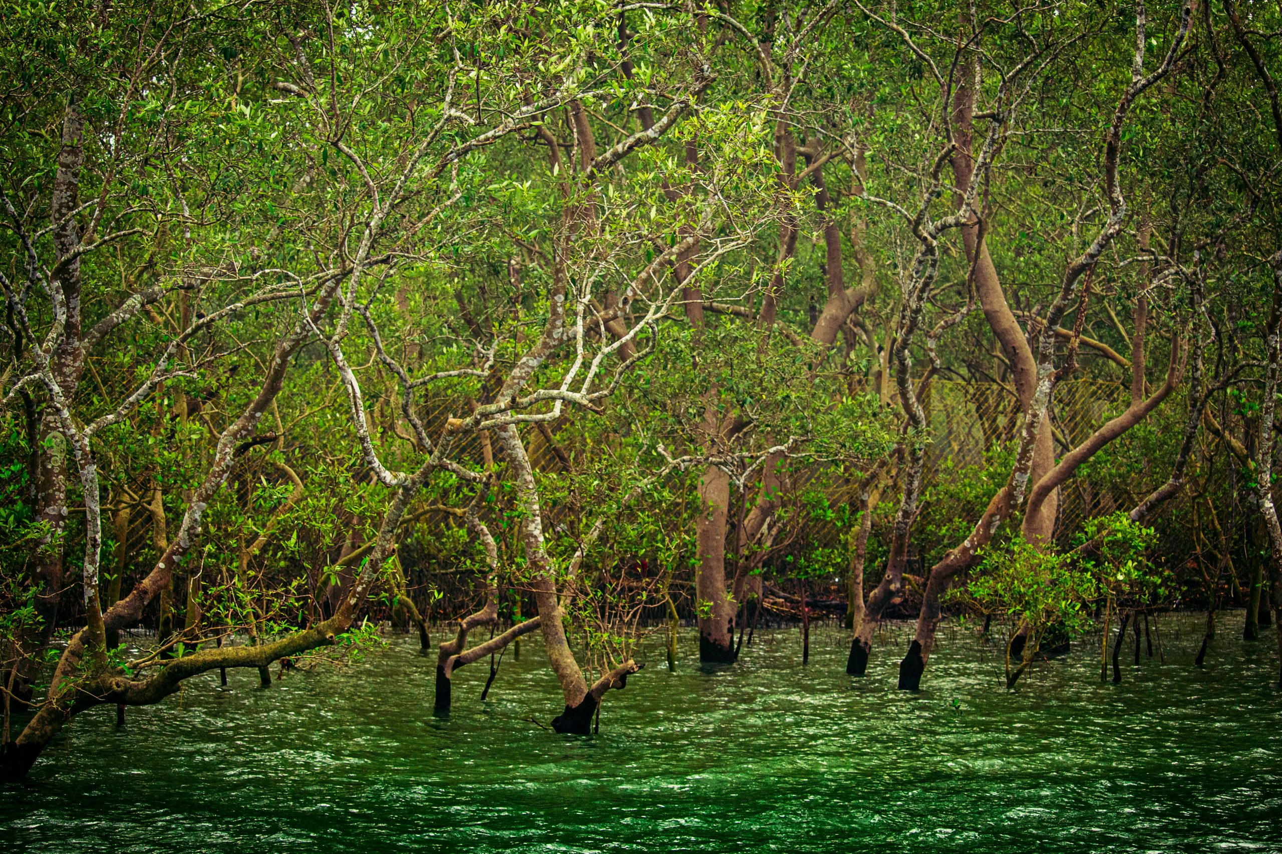 Plausible alternative future of mangroves and their ecosystem services ...