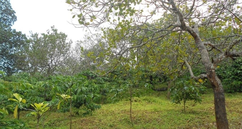 On-the-ground promotion of climate change adaptation strategies in ...