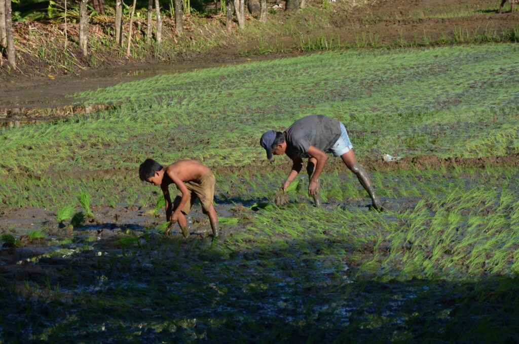 Resilience-building among smallholder farmers of selected upland ...
