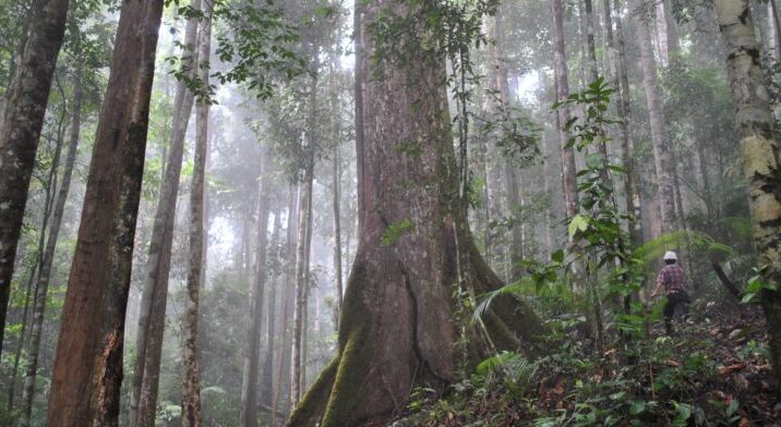 Measuring forest ecosystem services in Aceh Province for inclusion to ...